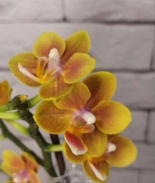 Орхидея фаленопсис Fang Savory Orange Арома