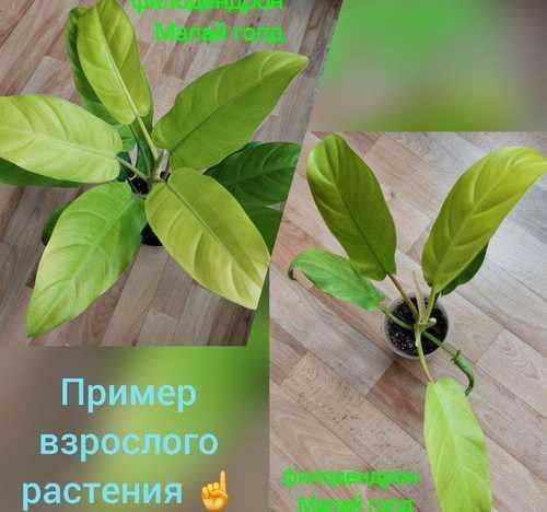 Комнатные цветы