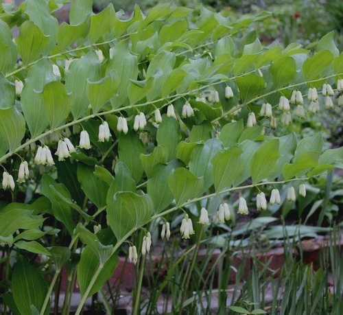 Купена и лесной ландыш. Отдаю корневища бесплатно