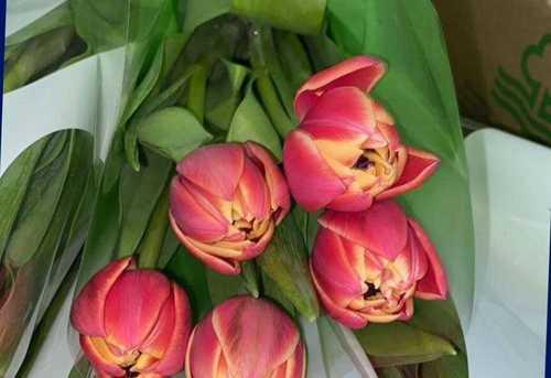 Свежие тюльпаны к 8 марта