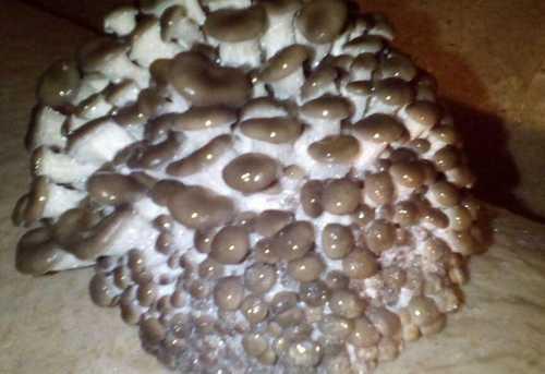 Мицелий грибов Вешенка просто и вкусно