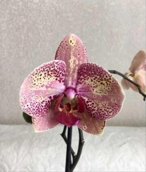 Орхидея фаленопсис Дикий Персик