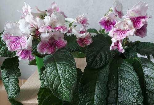 Стрептокарпус Мандаринка домашние цветы