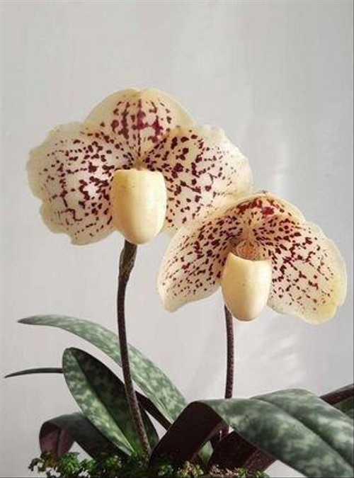 Орхидея башмачок природник (paphiopedilum)