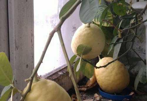 Отростки лимона Пандероза