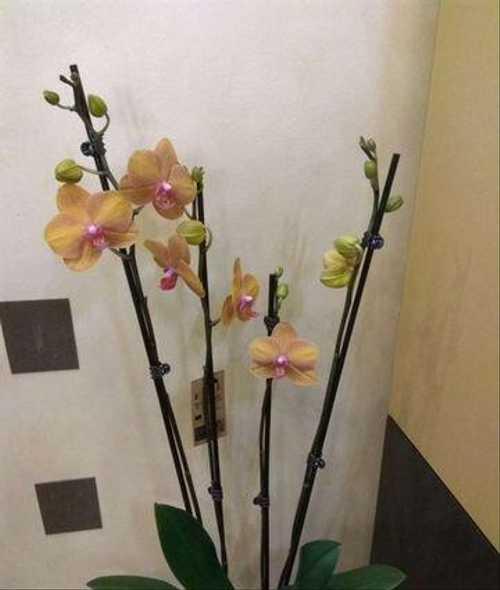 Орхидея фаленопсис Bologna, 4 ствола