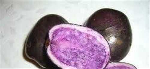 Салблю - семенной фиолетовый картофель почтой