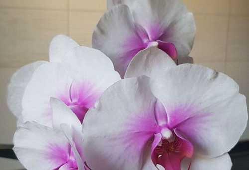 Орхидея фаленопсис Моушен