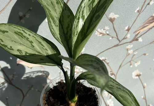 Аглаонема сильвер квин (Aglaonema Silver Queen)