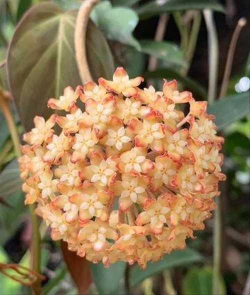 Видовые и сортовые хойи