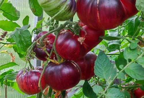 Семена томатов гномов (невысоких но шикарных)