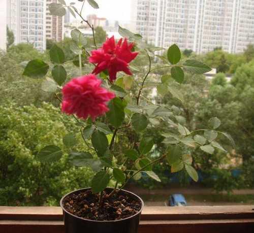 Бенгальская малиновая роза комнатная