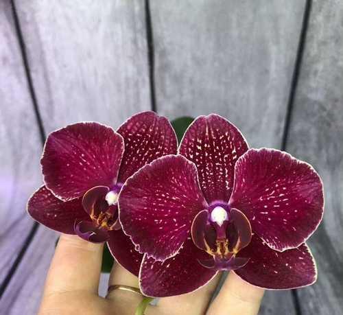 Орхидея фаленопсис I-Hsin Cerry Bomb Цветёт