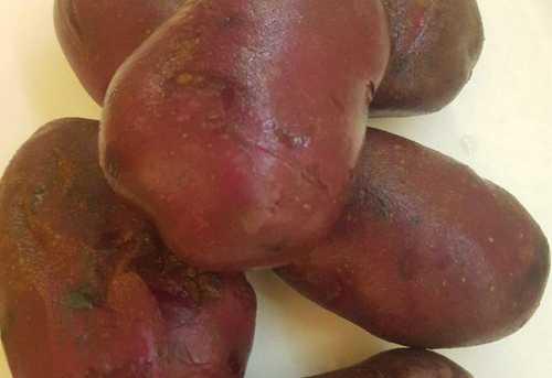 Картофель семенной сортовой с розовой мякотью