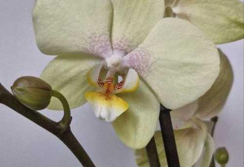 Желтая орхидея на 2 цветоноса