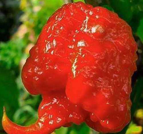 Семена перца Carolina reaper(Каролинский жнец)