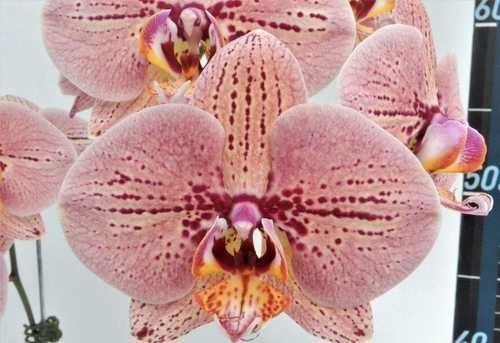 Орхидея Phal. JC51