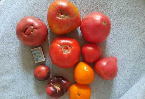 Семена томатов, перцев, дынь и арбузов, тыкв и каб