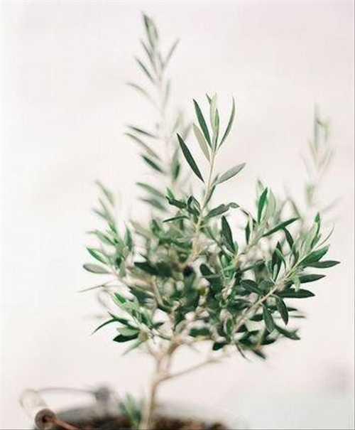 Цветущее оливковое дерево Н60