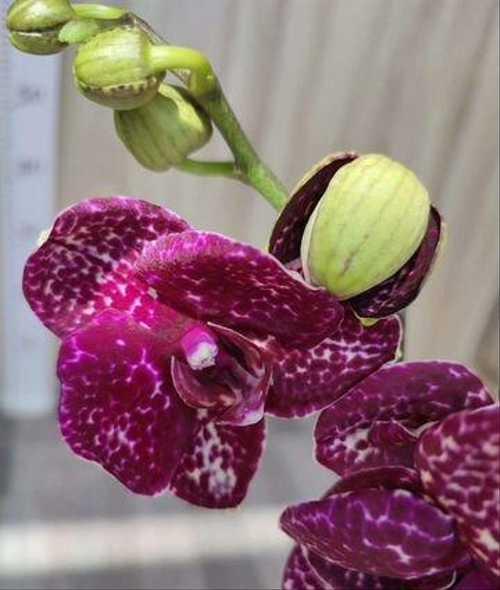 Орхидея Дикий Кот
