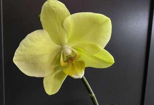 Орхидея фаленопсис домашние разные