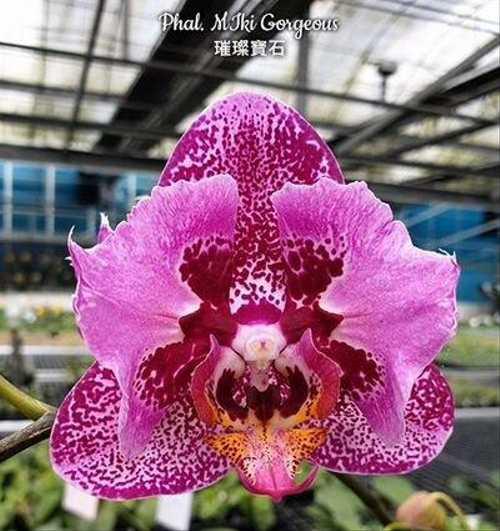 Орхидея Phal. MIki Gorgeous
