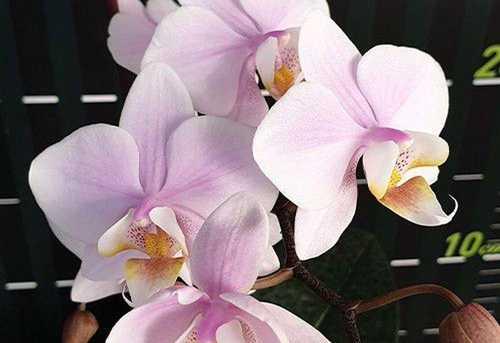 Орхидея Pinlong Cheris ароматная