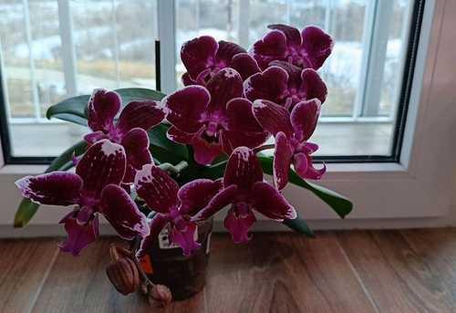 Домашняя орхидея фаленопсис бордового цвета