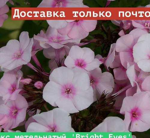 Флокс метельчатый Bright Eyes