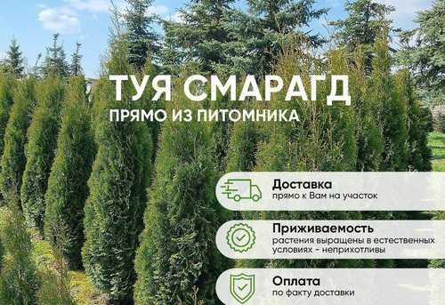 Туя Смарагд 1,5м. Доставка