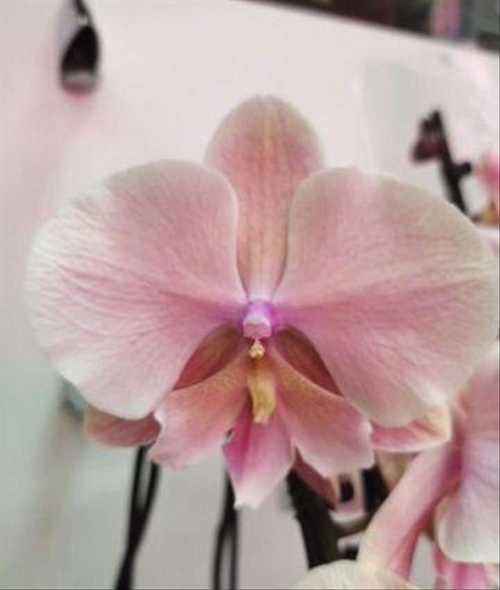 Орхидея биг лип