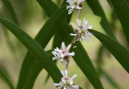 Agonis flexuosa (Агонис)