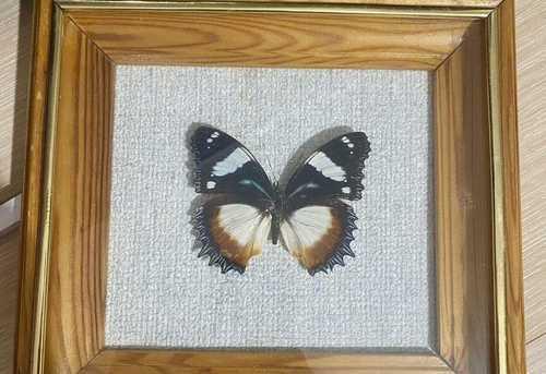 Бабочка в рамке