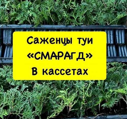 Саженцы туи смарагд из питомника