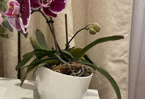 Орхидея фаленопсис 3 растения в горшке