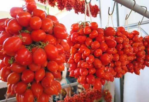 Семена коллекционных томатов Дранк грейпс Испания