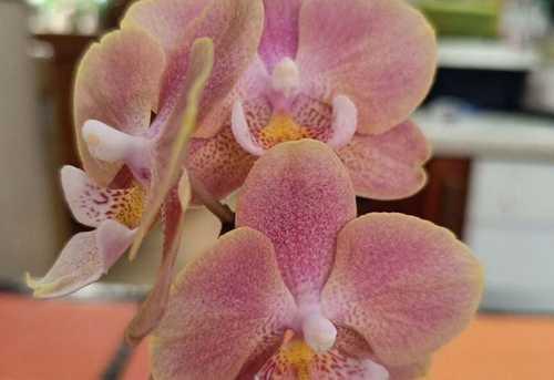 Орхидея Phal. Younghome Walle цветет