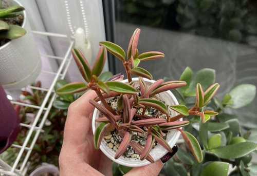 Пеперомия гравеоленс (Peperomia graveolens)