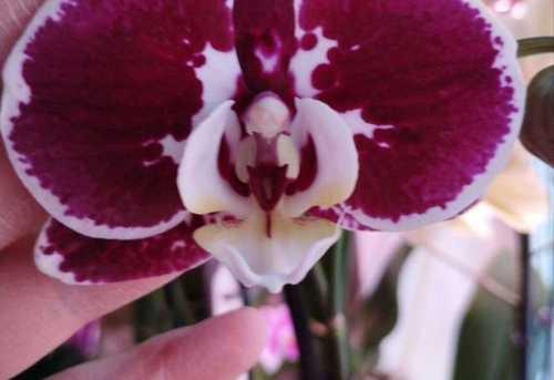 Орхидея фаленопсис "Армион "