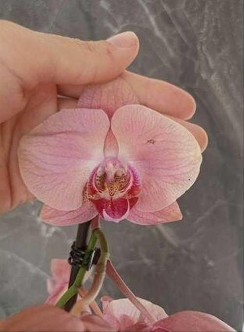 Орхидея фаленопсис Вулкан