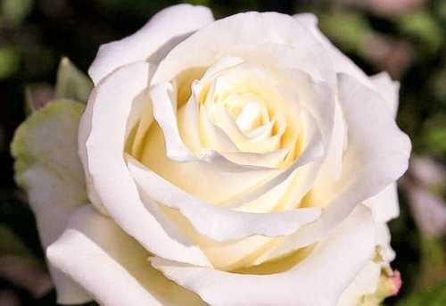 Красивые саженцы роз "анастасия"