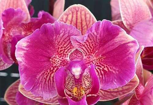 Орхидея Tiannong Golden Vivien '957' (peloric - 2
