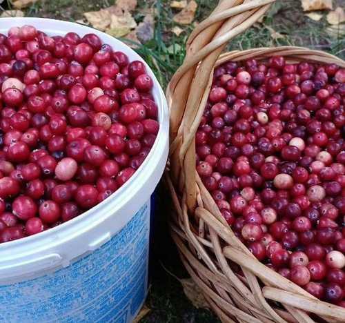 Клюква свежая, чистая, перебранная