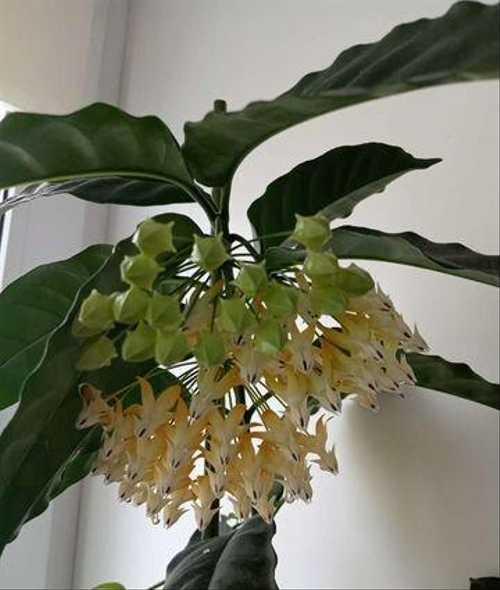 Хойя Мультифлора