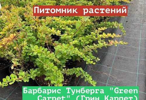 Саженцы Барбарис Тунберга Green Carpet (Грин Карп