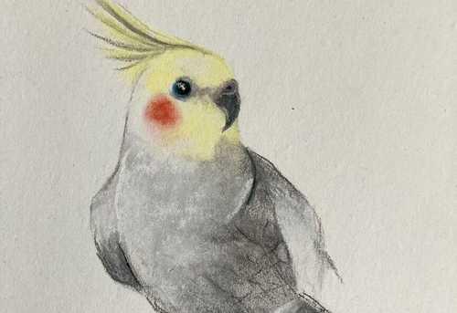 Картина попугаи