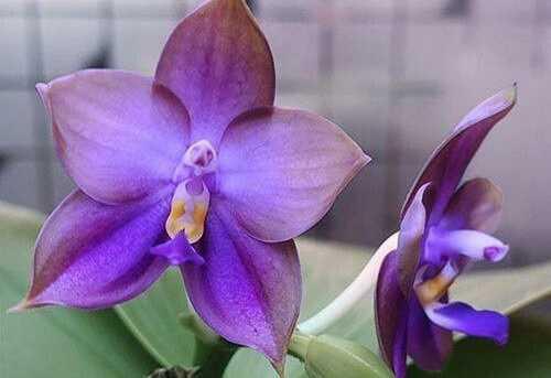 Орхидея Mituo Blue Bear х YangYang Blue Liulii