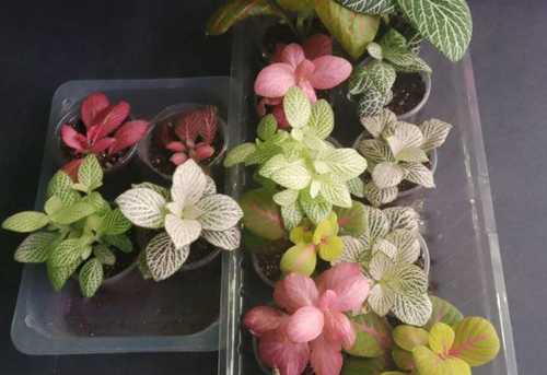 Комнатные цветы, растения для флорариума