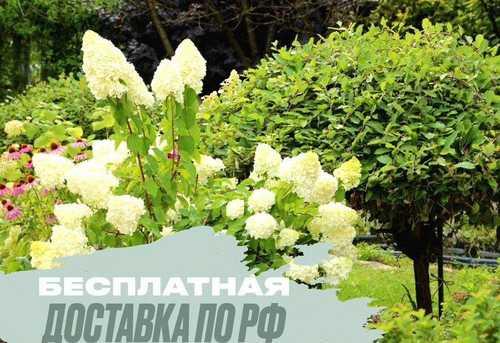 Гортензия метельчатая Полар Беар с доставкой