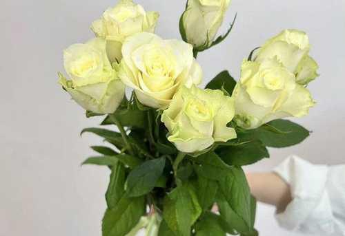 Белые розы 7 белых роз